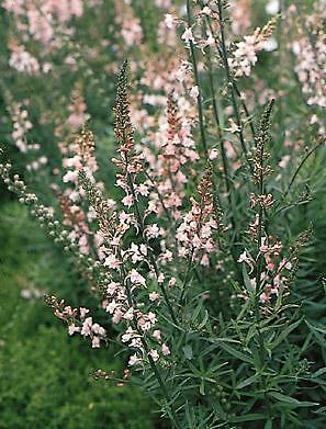 Linaria purpurea Canon J. Went 1,000 seeds | eBay