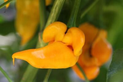 CHILLI Monkey Face Orange 7 seeds HEIRLOOM vegetable garden SPRING ...