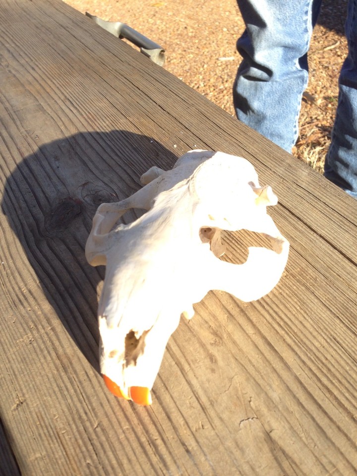 EUROPEAN SKULL BLEACHING(whitening) KIT deer, elk, mount,no skull ...