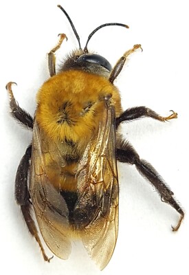 Hymenoptera Apidae sp. Colombia | eBay