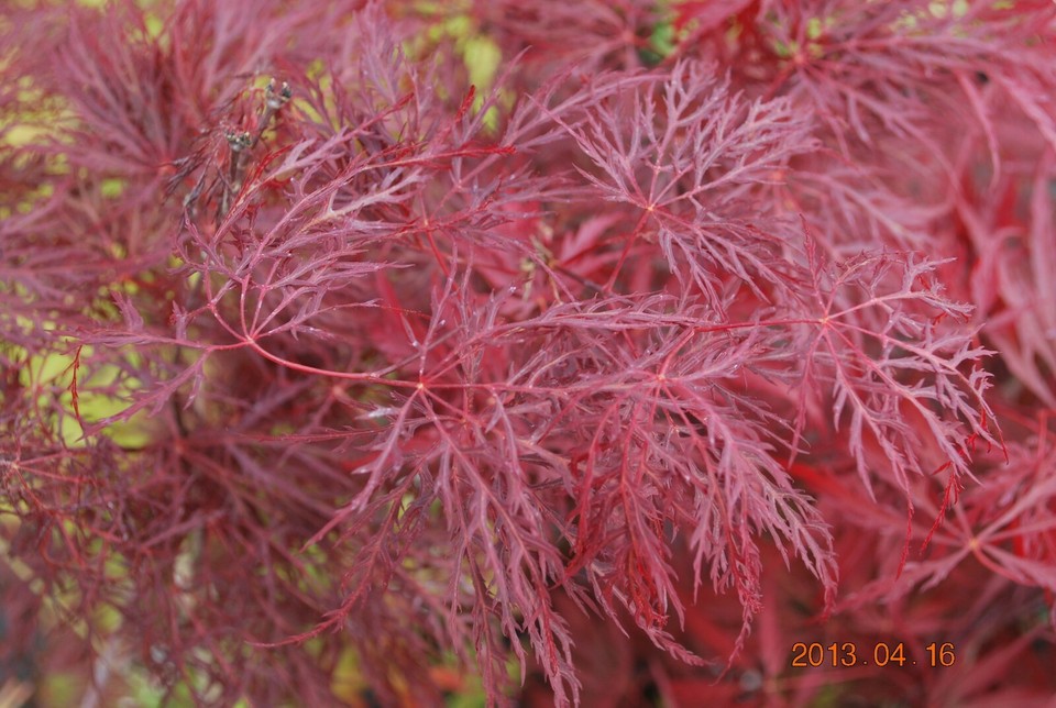Japanese Maple RED FILIGREE LACE RARE!! | eBay