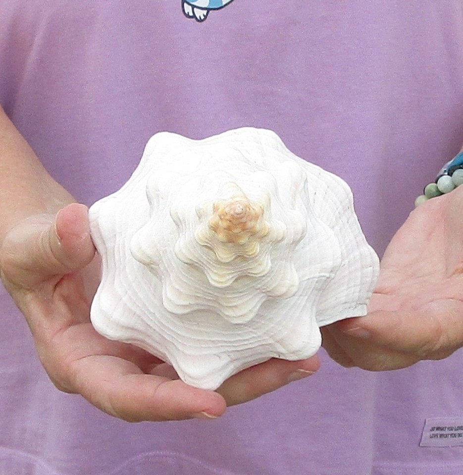 10-3/4 inch Horse conch shell, Florida's state seashell #51163 | eBay