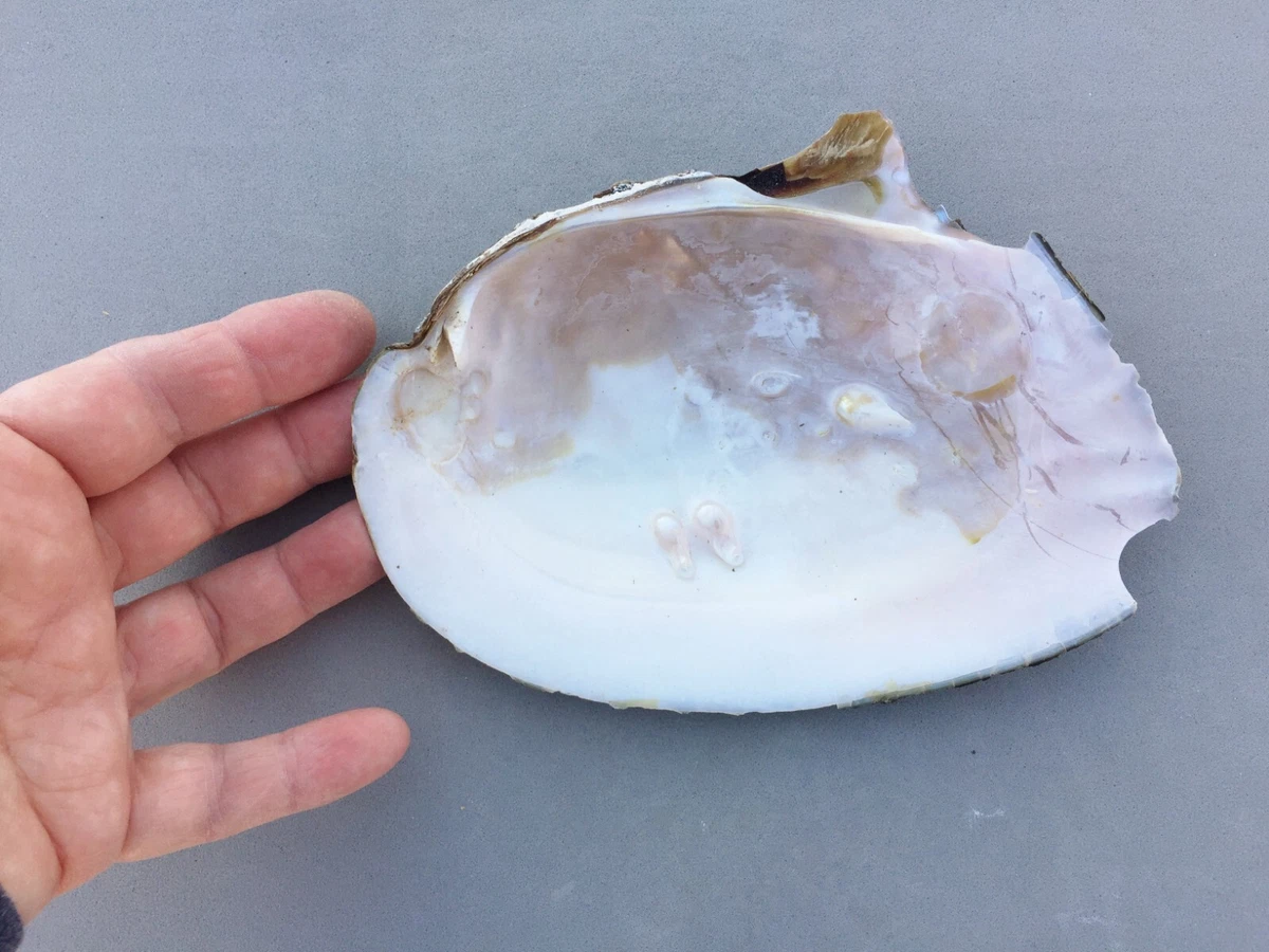 Natural Pearl In Shell