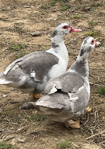 10+ Purebred Fertile Muscovy Duck Hatching Eggs - Rare Colors Lavender ...