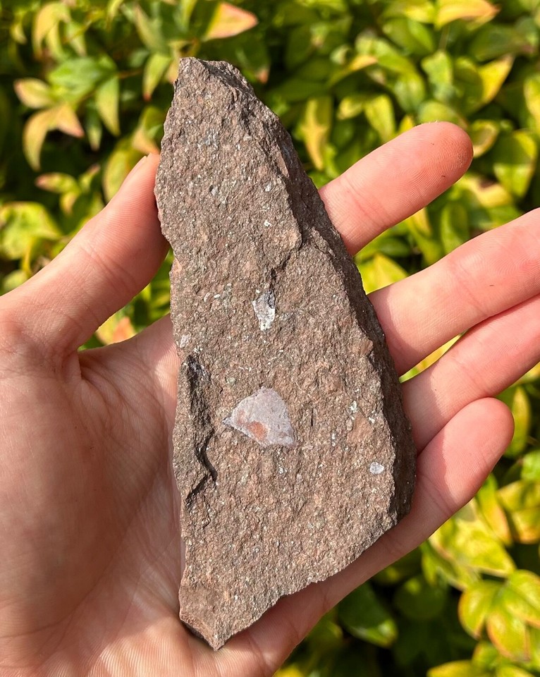 Rare Devonian Fossil Fish Scale in Matrix Pennsylvania Red Hill | eBay