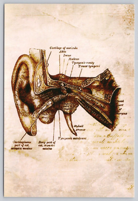 Postcard Human Ear Anatomy Biology Science Illustration Medical Modern ...