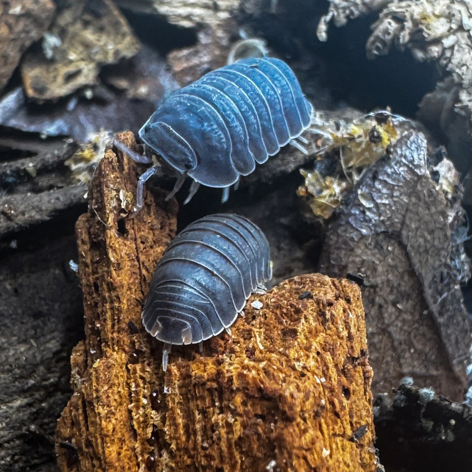 Isopod Factory 15+ Cubaris Sp. Blue Pigeon Isopods Bioactive Terrarium ...