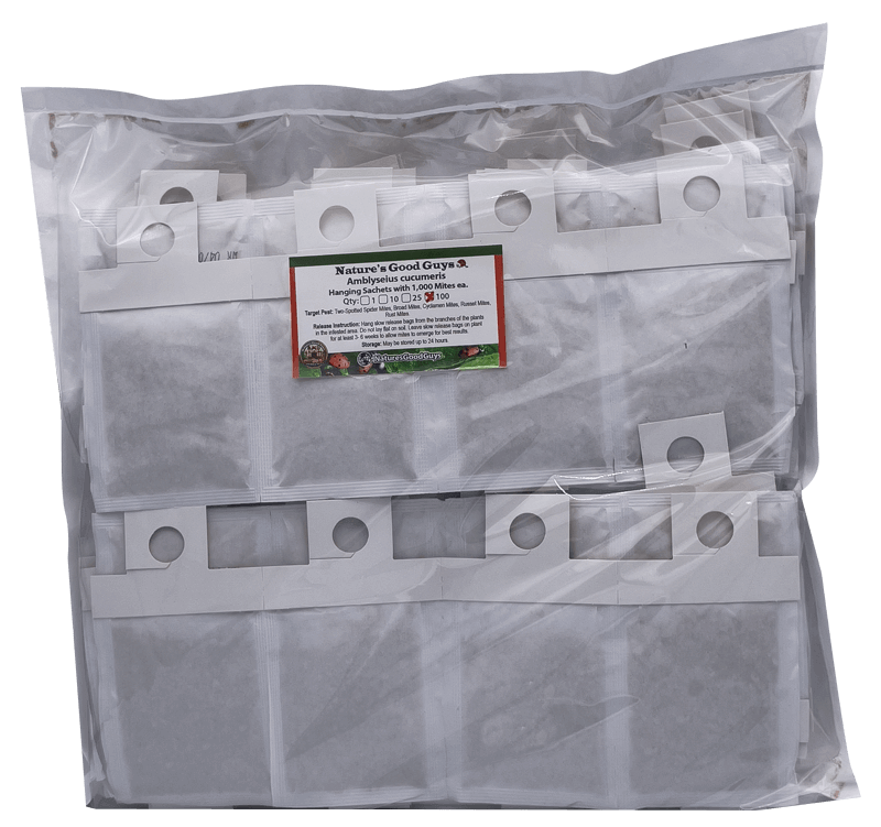 Slow Release Sachets - Amblyseius cucumeris - Predatory Spider Mite ...