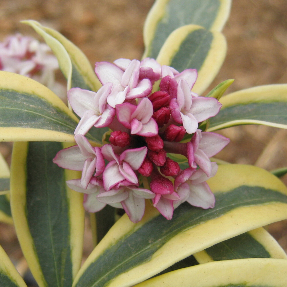 Daphne Odora 'Rebecca' Hardy Evergreen Shrub Garden Plant 1 or 2 x 11cm ...