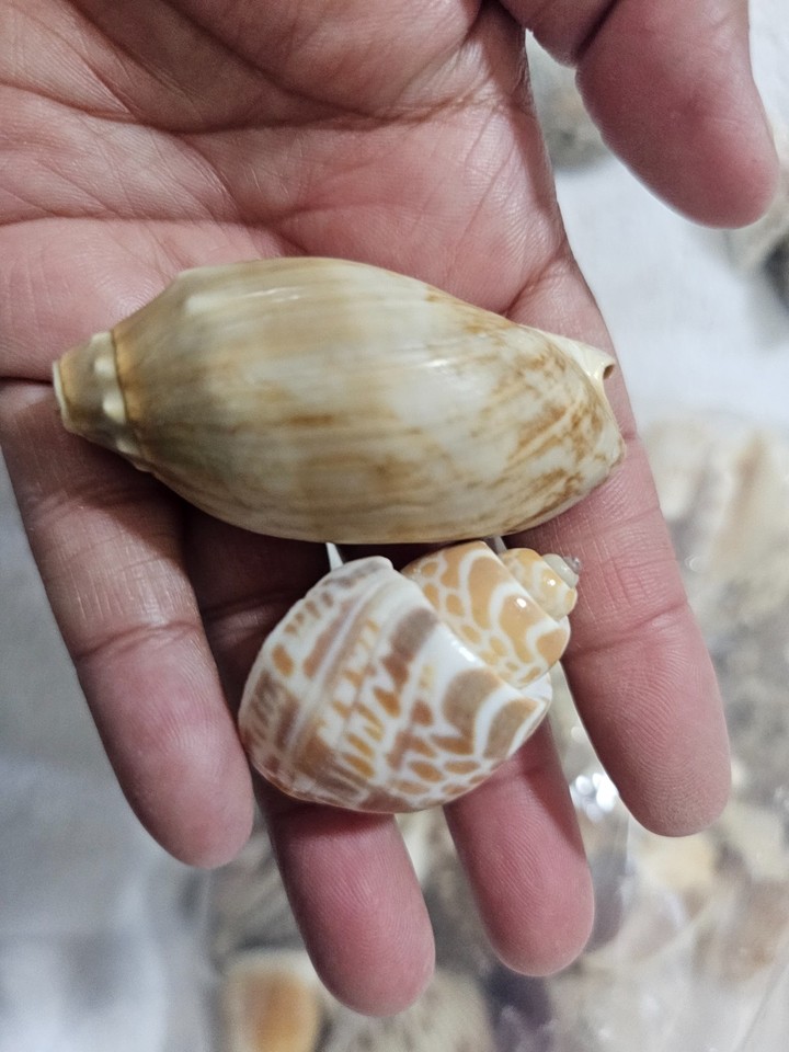 Mystery Bag Of Seashells Surprise Full of Used Shells 1 lb. 10 oz. Sea ...