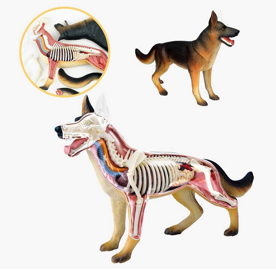 Animal Organ Anatomy Model 4D Dog Intelligence Assembling Toy ...