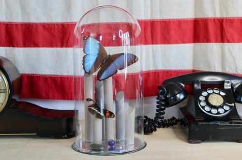Blue Morpho Taxidermy Butterfly in Glass Dome (Morpho didius) SEE VIDEO ...