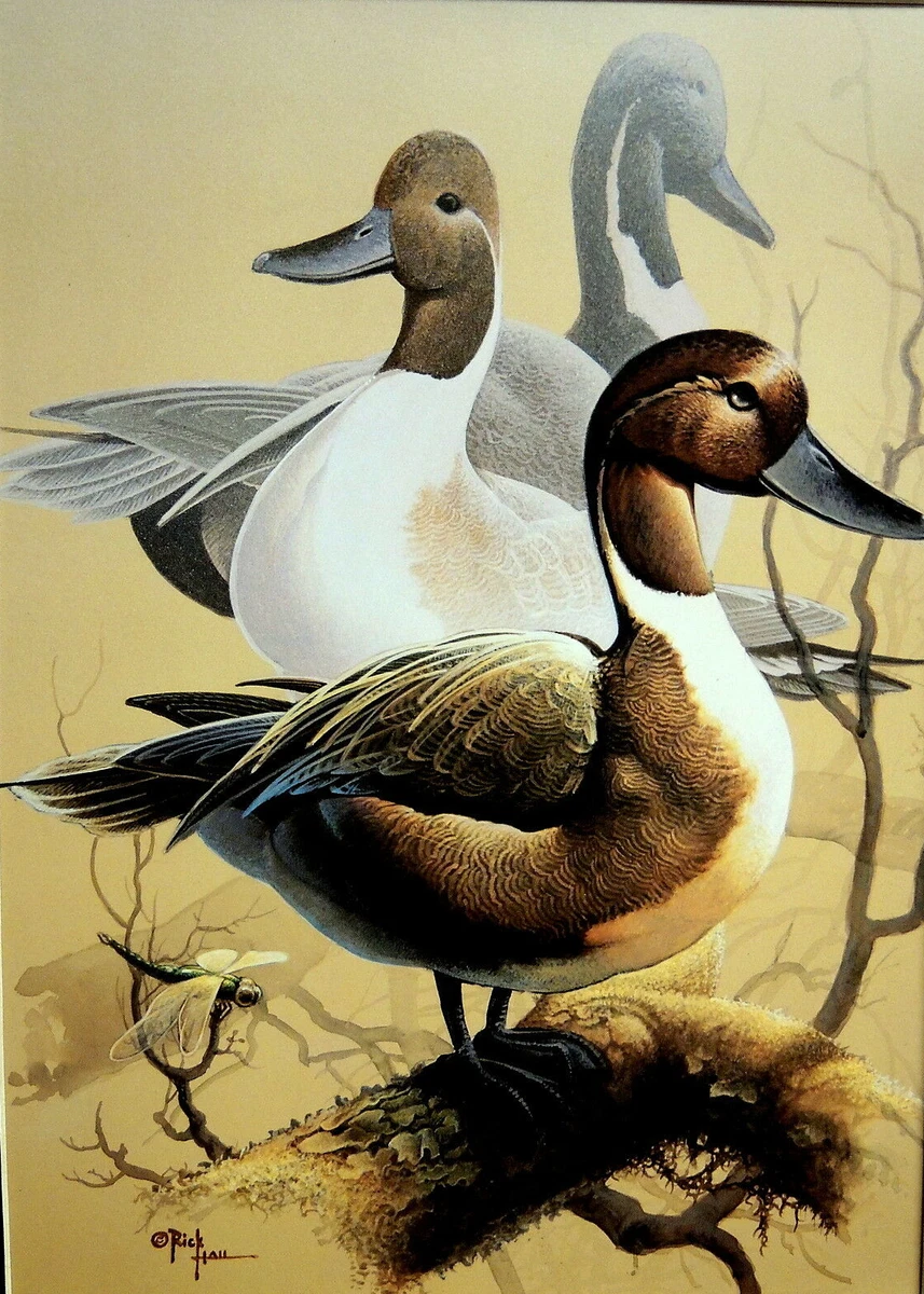 Pintail Painting