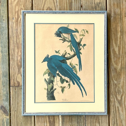 Audubon Columbia Jay Print c. 1948 - Hand Colored Garrulus Ultramarinus ...