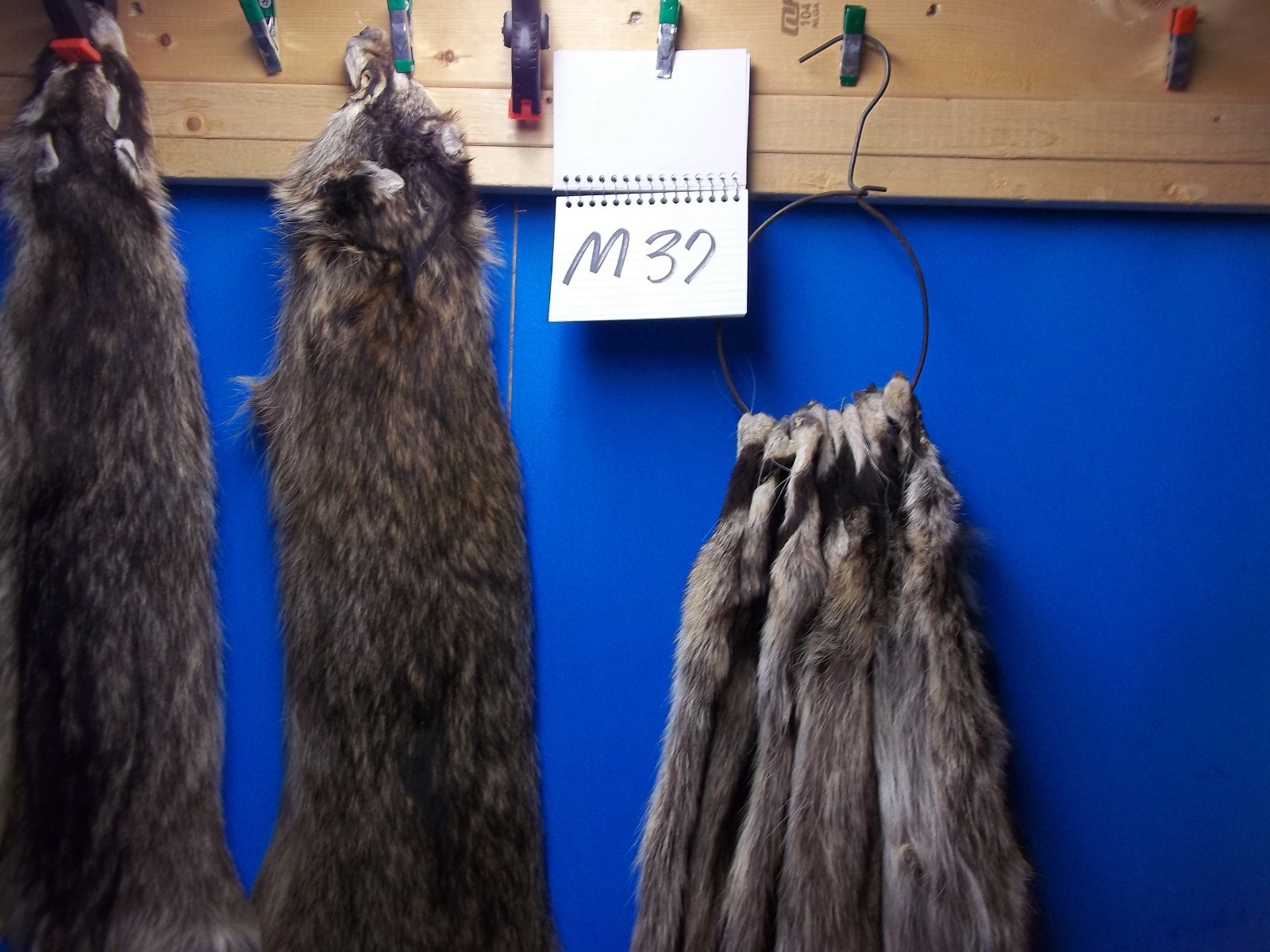 1 real animal tanned raccoon fur skin hide pelt taxidermy coon rug part ...