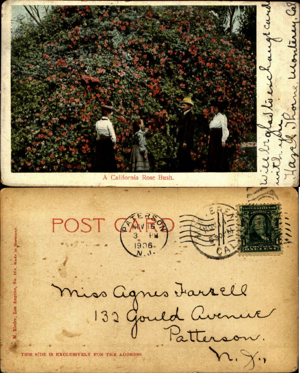 Huge California red rose bush vintage clothing UDB mailed 1906 old ...