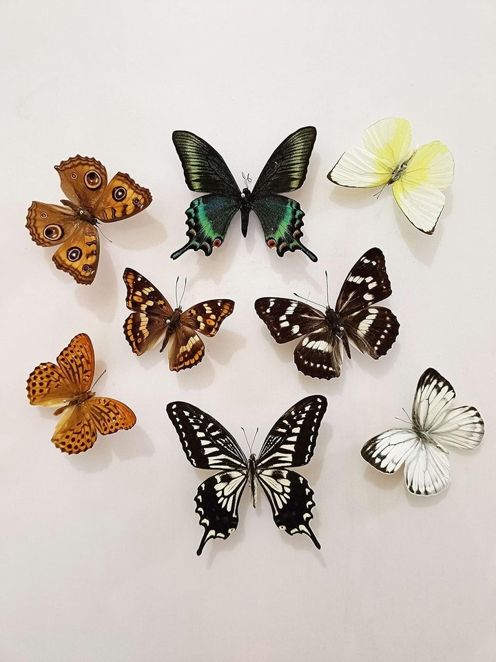 15 Pcs of Real Dried Dead Butterflies with Spread Wings Shaped, Natural ...