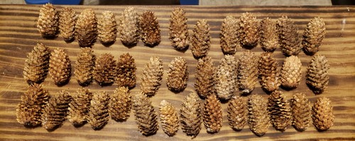Lot Of 40, Spruce Pine Cones | eBay