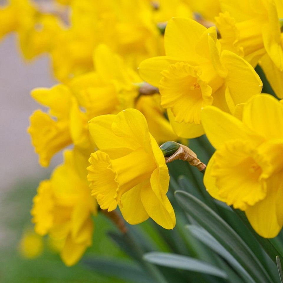 Daffodil Dutch Master Spring Bulbs - Yellow Tall Narcissus Flowering ...