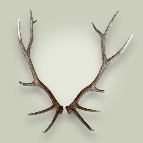 SET of Naturally Shed Elk Antler 6X6 Rack Grade A 39" Long found April ...
