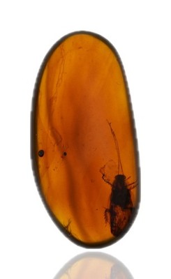 Blattodea (Cockroach), Genuine fossil insect inclusion in Burmese Amber ...