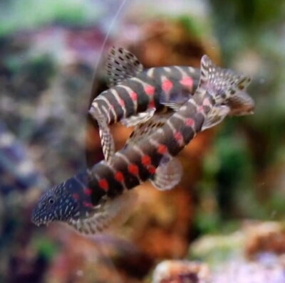 💥RARE FISH💥Red Diamond Loach💍💥Live Aquarium Fish - 💍💥High Grade A+++💍💥 ...