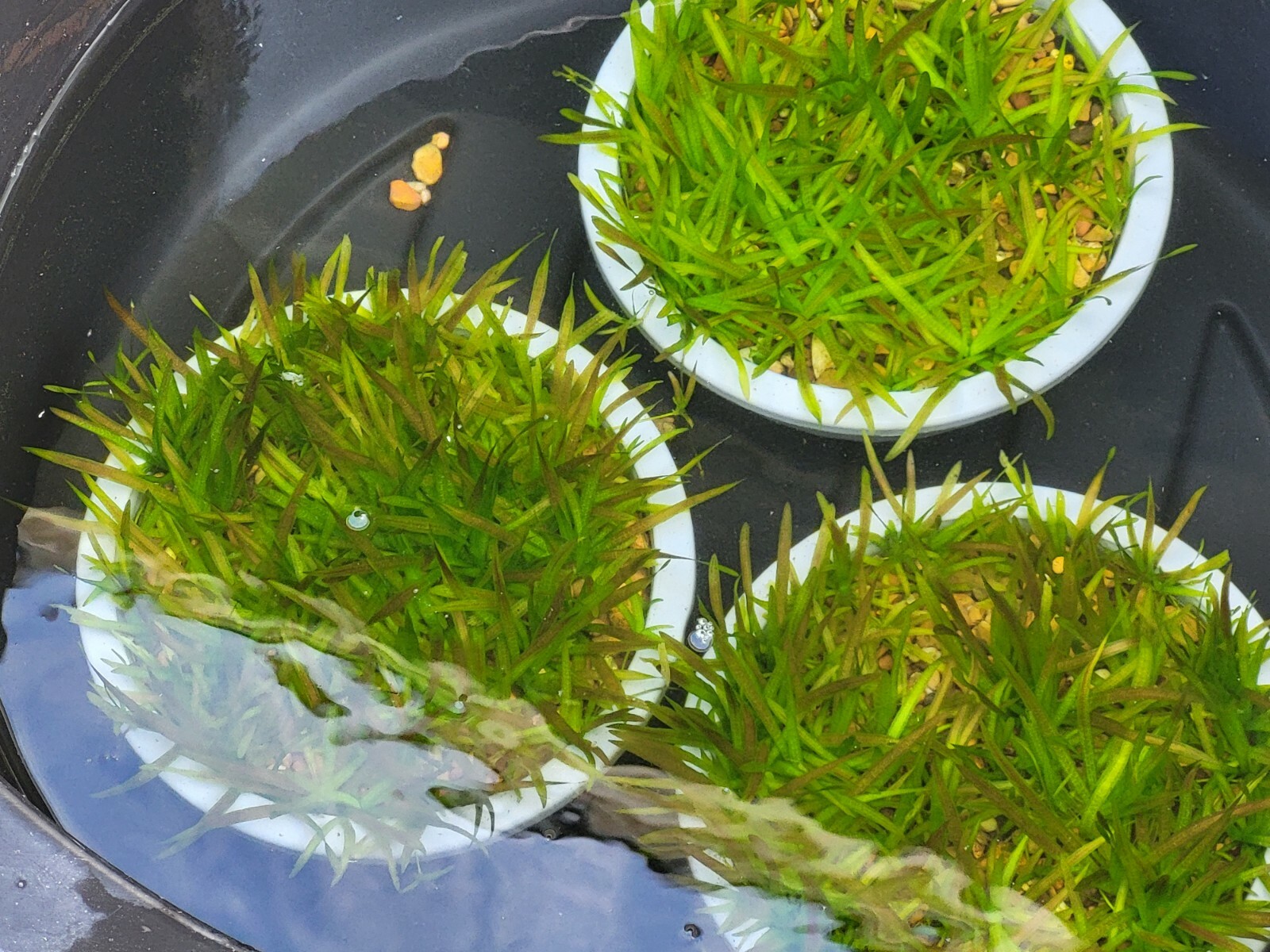 Vallisneria spiralis (Italian Val) - Live Aquatic Plant - Aquarium | eBay