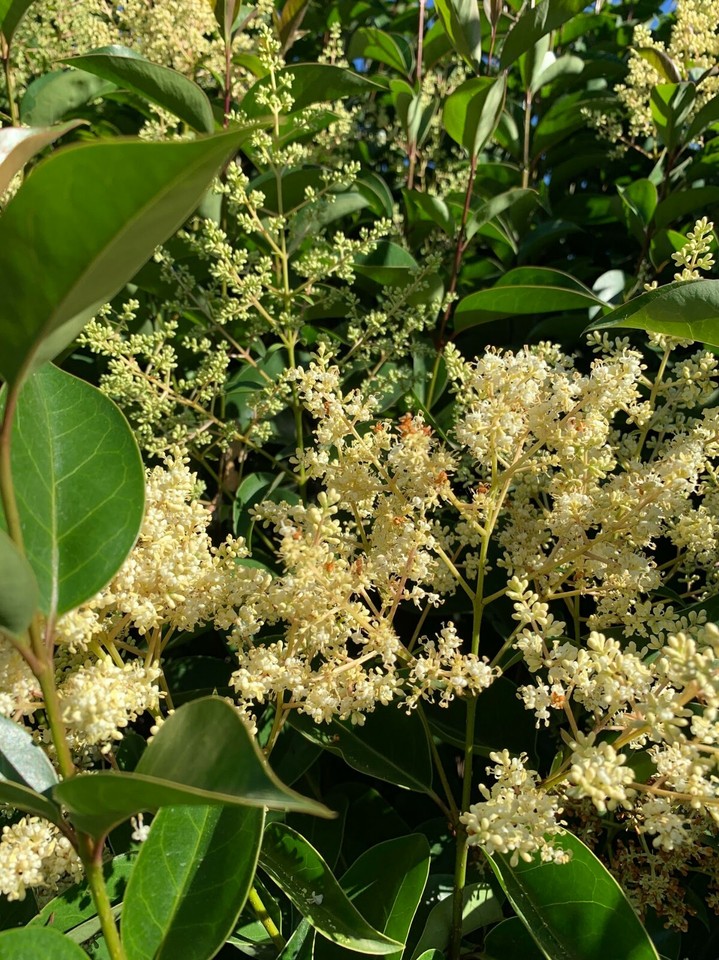 Privet Hedge Live Plant (Ligustrum) ~ Privacy Screen ~ Beautiful white ...