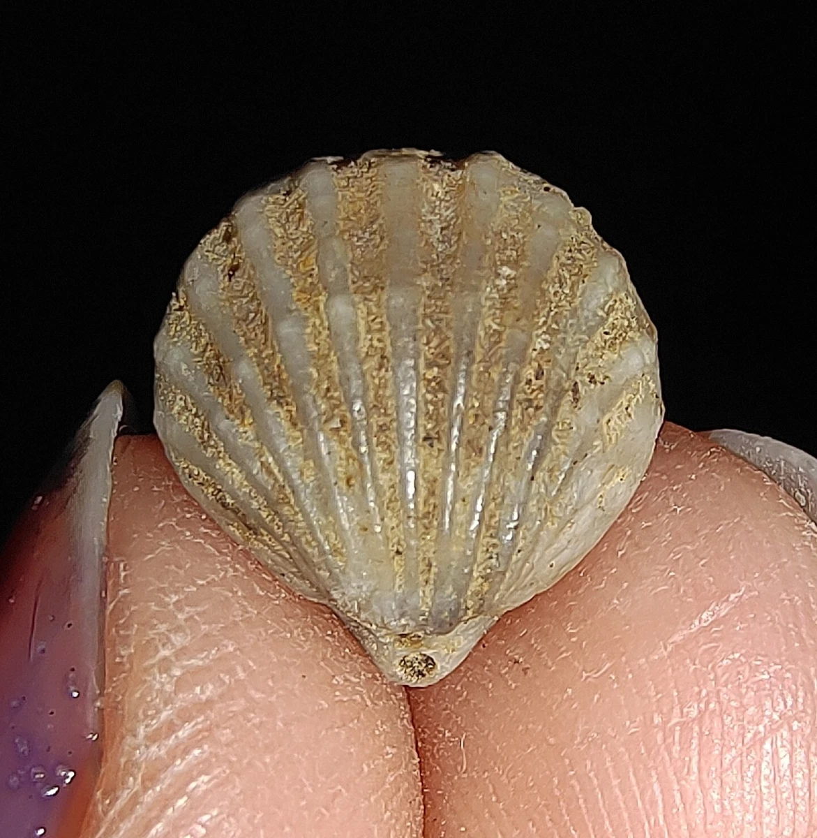 Sea Shell Fossils