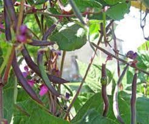 PURPLE KING CLIMBING BEAN SEEDS Spring Summer Vegetable Garden Purple ...