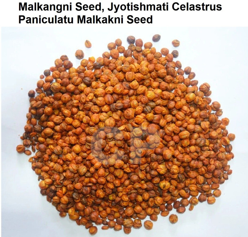 Malkangni Seed Jyotishmati Celastrus Paniculatu Malkakni Seed 250gm (8. ...