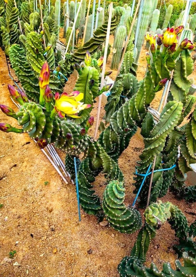 Spiral Cactus, Tornado Cactus, Cereus Forbesii Spiralis Twisted Cactus ...