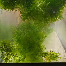 Superior Shrimp Aquatics | eBay Stores