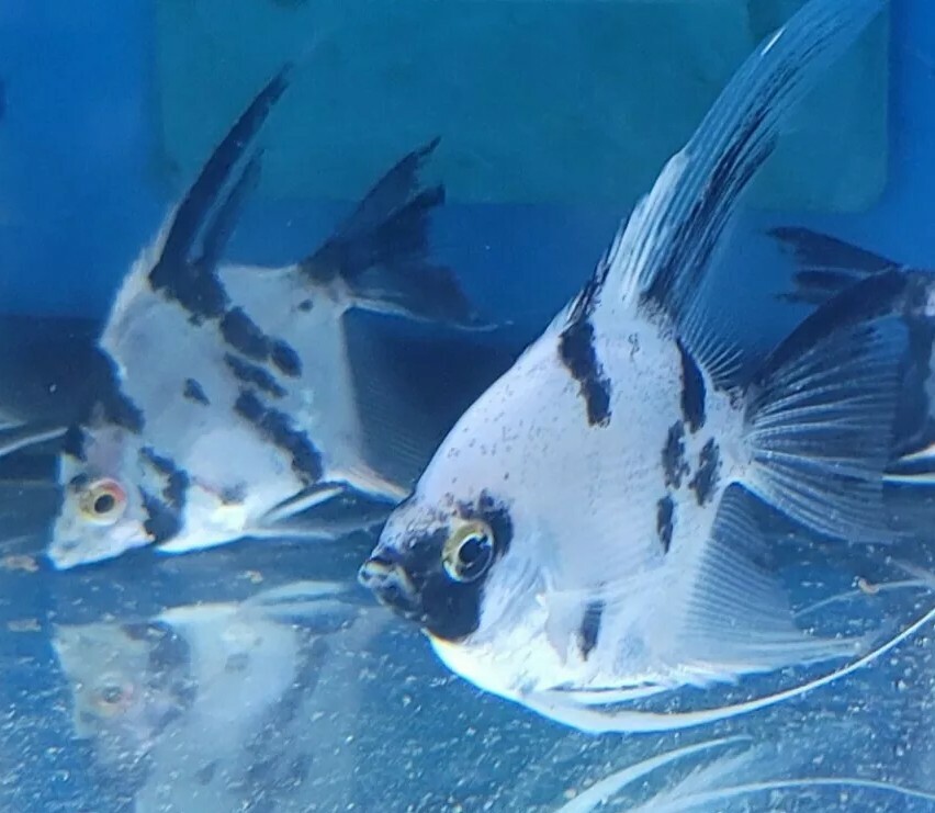 Platinum Angelfish