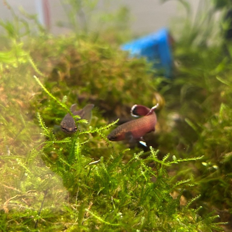Betta channoides snakehead - Wild Type | eBay