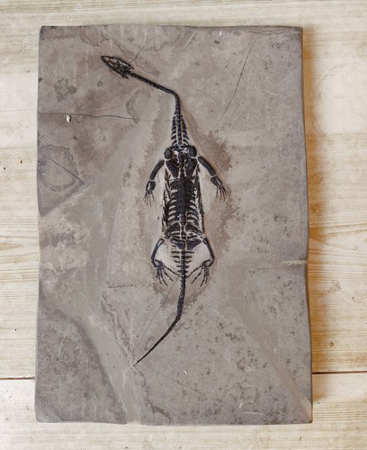 Keichousaurus Skeleton Fossil Triassic Reptile Dinosaur Bones China | eBay