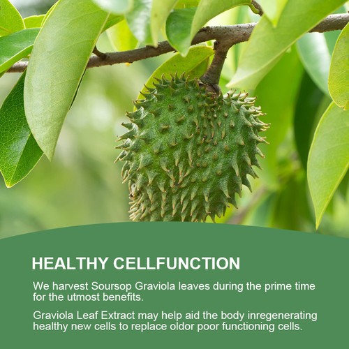 120 Capsules GRAVIOLA SOURSOPLeaf Extract Annona Muricata Antioxidant ...