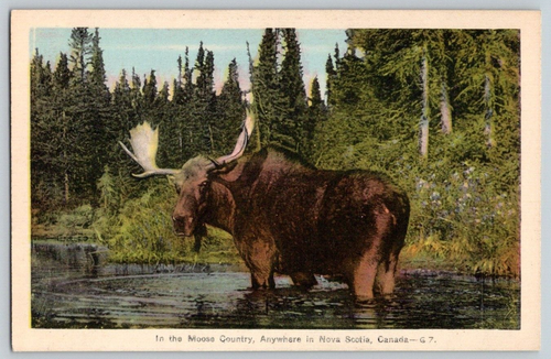 Beautiful Postcard~ In The Moose Country~ Anywhere In Nova Scotia ...