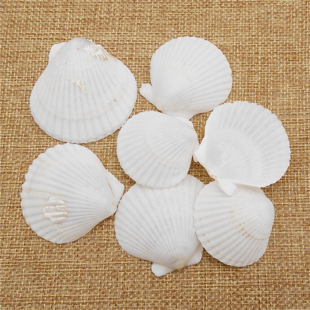 White Scallop Shell