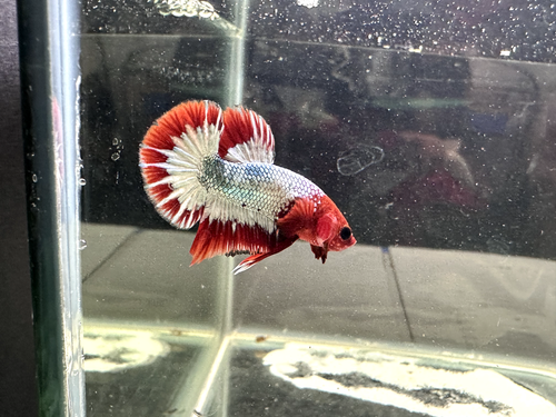 Betta Live Fish - Red Fancy Copper - Male | eBay