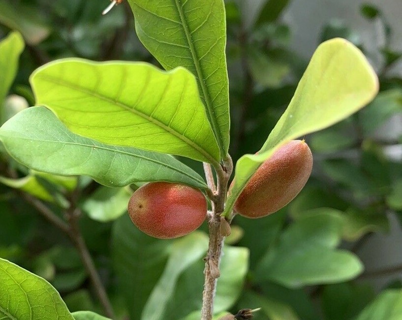 Miracle Fruit Berry Plant Seedling (Synsepalum dulcificum) | eBay