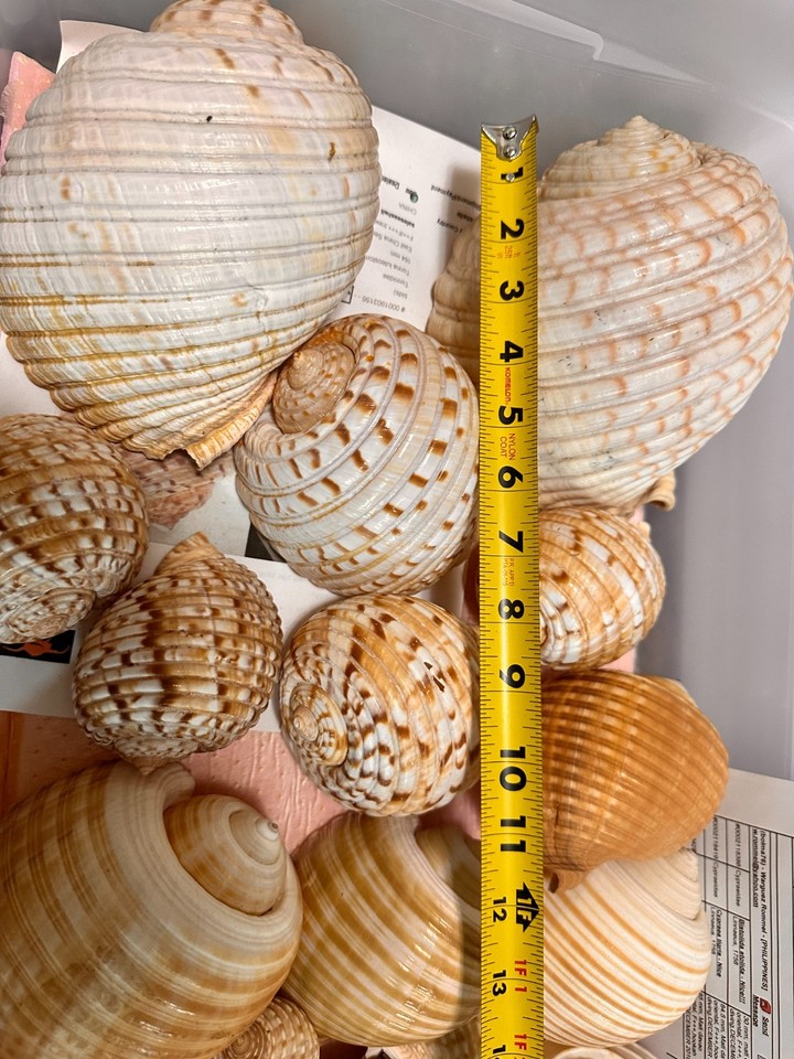 Tonna Shells Huge Lot of Mixed Species and Sizes Various Locations (T-2 ...