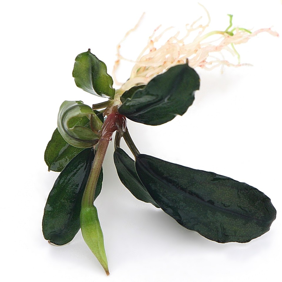Bucephalandra 60 species Live Aquarium Plants Terrarium Tropical Rare ...