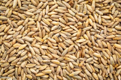 5lb Clean! Rye Berries Whole Grain Cereal Rye Seed | eBay