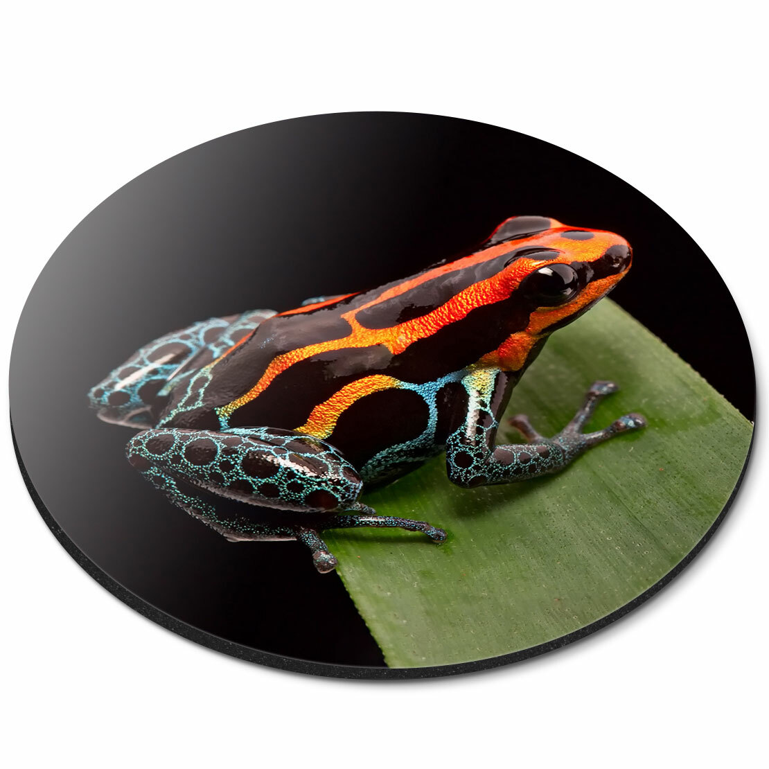 Red Striped Poison Dart Frog