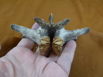 (G473-19) vert section vertebrae Gator ALLIGATOR bone I love gators FL ...