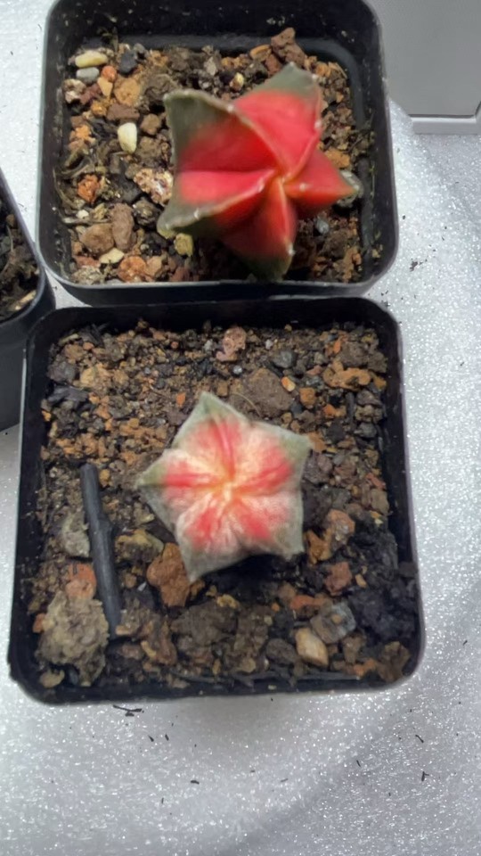 3pcs Astrophytum succulent Cactus Plants Luan Feng Yu cereus pachanoi ...
