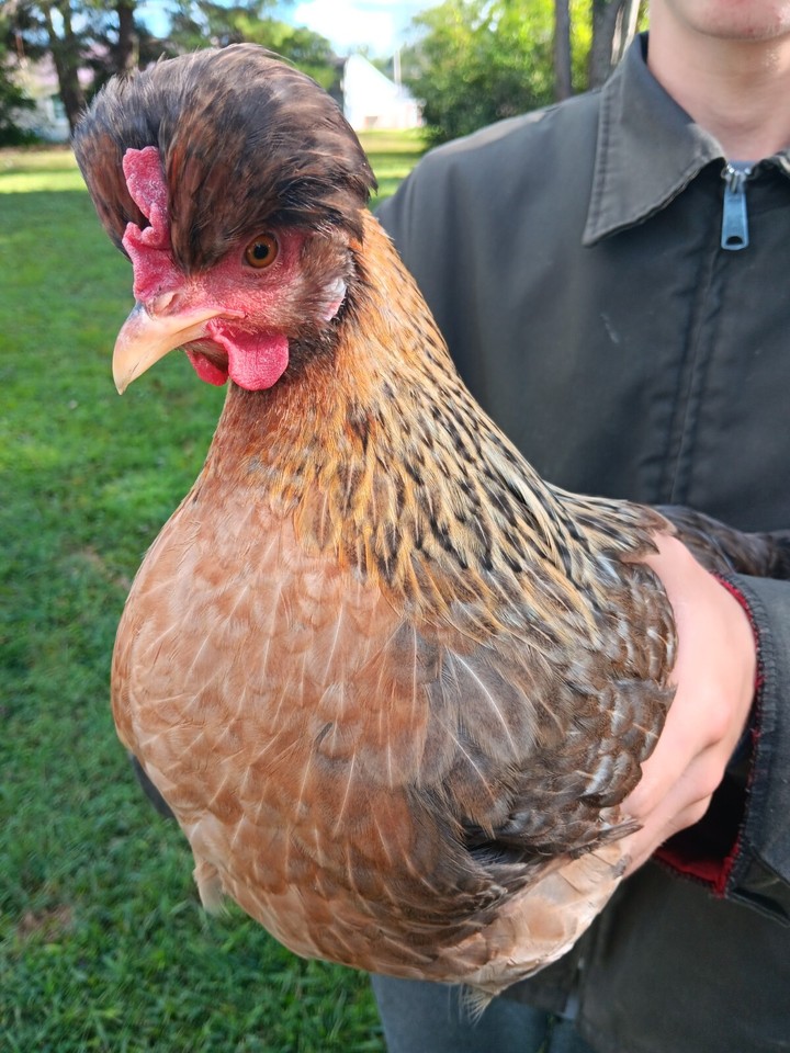 20++ Crested Cream Legbar Purebred Blue Fertilized Hatching Eggs | eBay