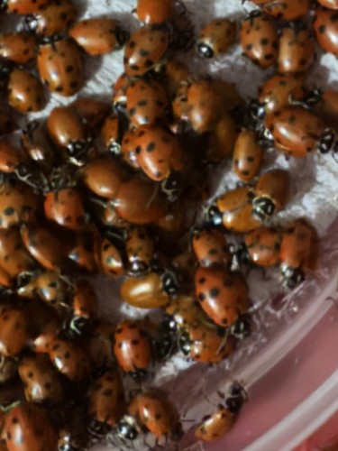 QTY/100 #1 Best Ladybugs W/ Fast Free Shipping Same Day 100% Survival ...