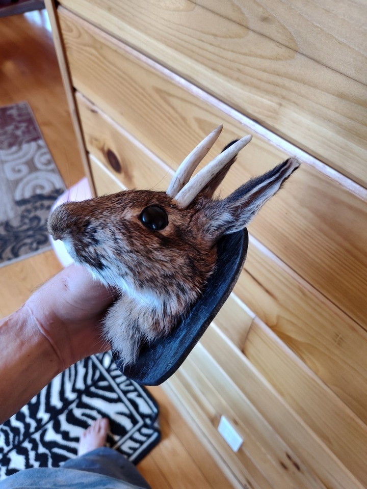 Taxidermy Jackalope Rabbit Mount Bunny Antlers Mythical oddity ...
